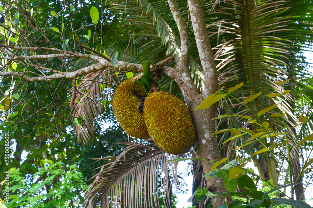 Summer fruit called Jackfruit with scientific name Artocarpus ...
