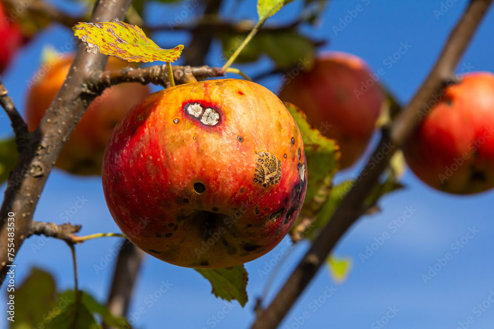 Foto de Stock a stack of apples with apple scab disease Apple scab ...