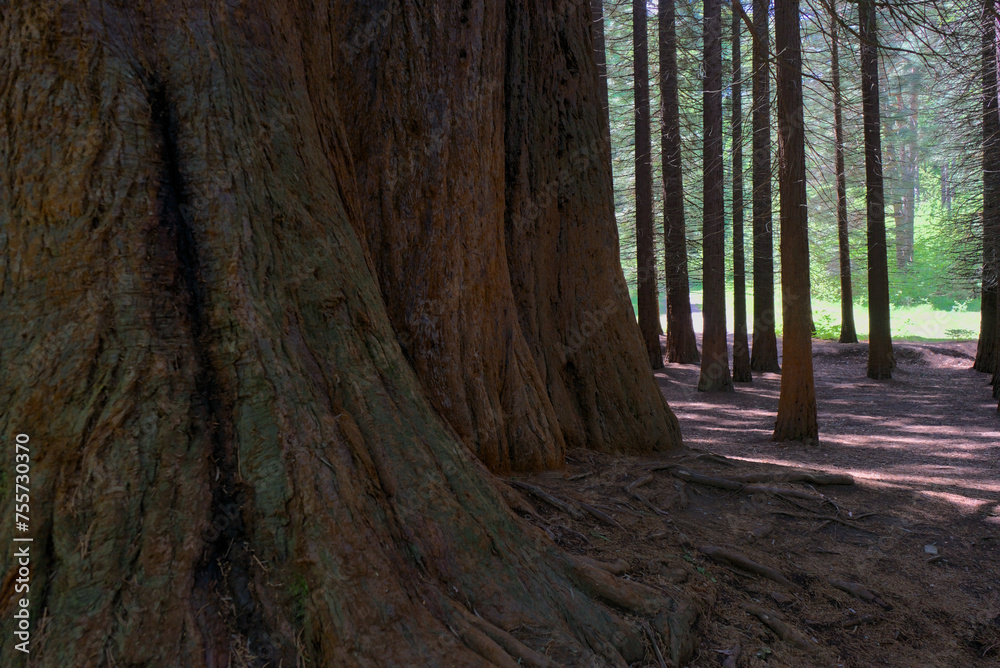 Century-old giant sequoias alongside a young sequoia forest. The ...