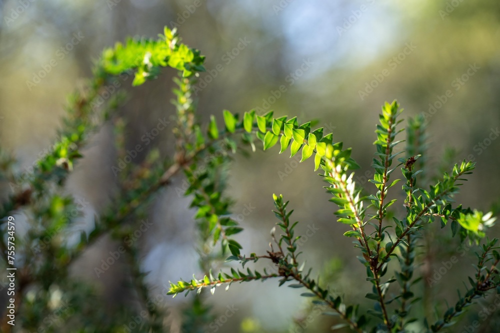 Trees and shrubs in the Australian bush forest. Gumtrees and native ...
