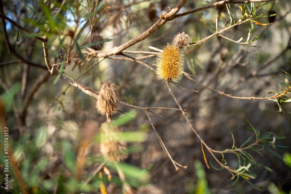 Trees and shrubs in the Australian bush forest. Gumtrees and native ...
