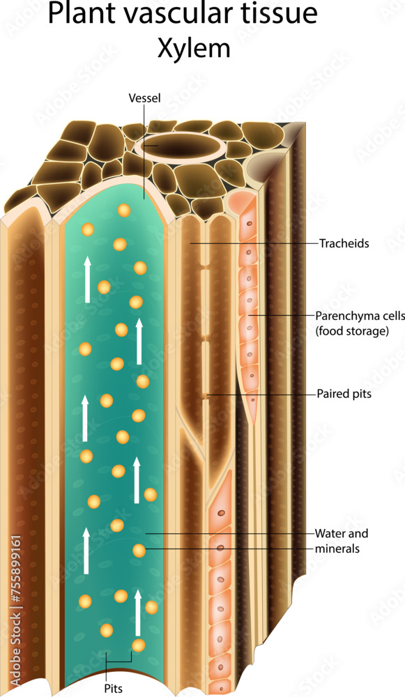 Plant vascular tissue Xylem. Cross section showing vascular bundles ...
