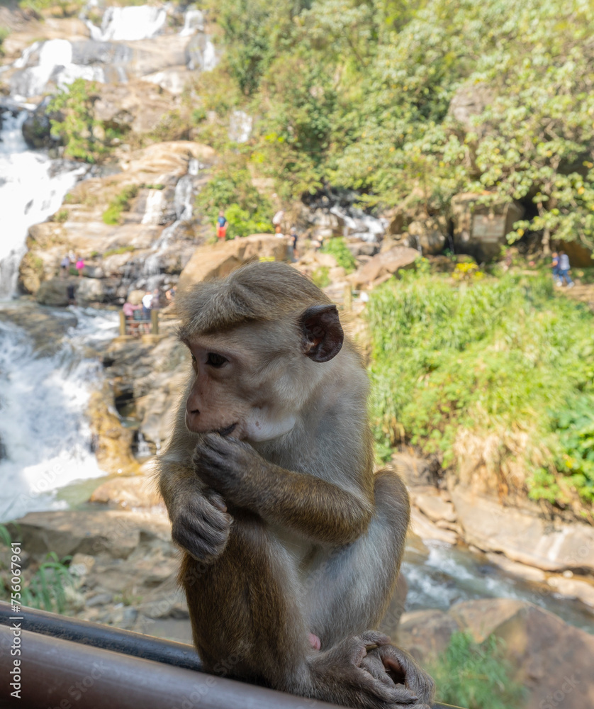 Macaque monkey sitting in front of Kuda Ravana Ella water in Ella ...