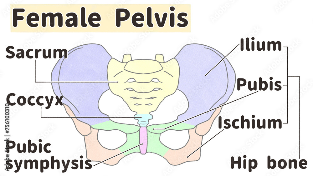 Female pelvis anatomy front view Labeled diagram PNG Stock Illustration ...
