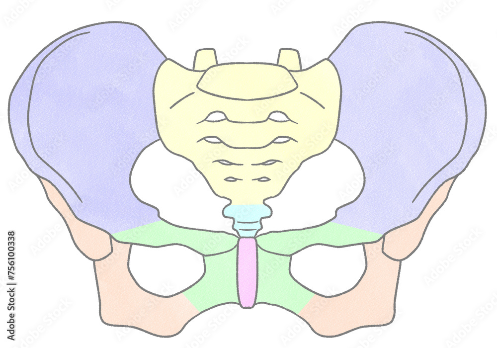 Blank female pelvis anatomy front view Unlabeled diagram Transparent ...