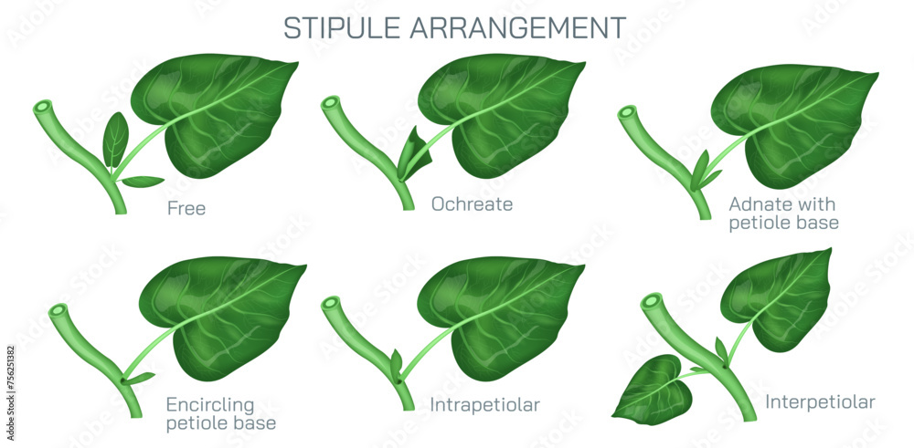 Printstipule arrangement vector. Types of stipules in leaf. Botany and ...