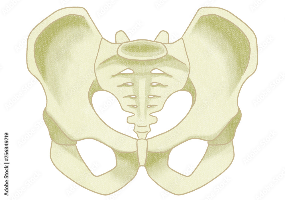 Blank male pelvis anatomy front view Unlabeled diagram transparent PNG ...