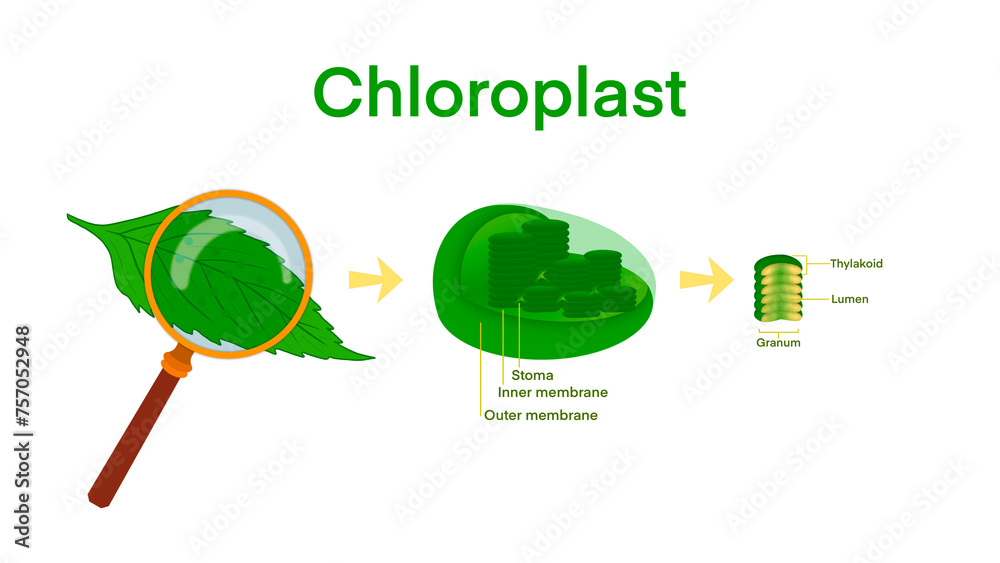 Chloroplast Photosynthesis Infographic Elements, Chloroplast organelles ...