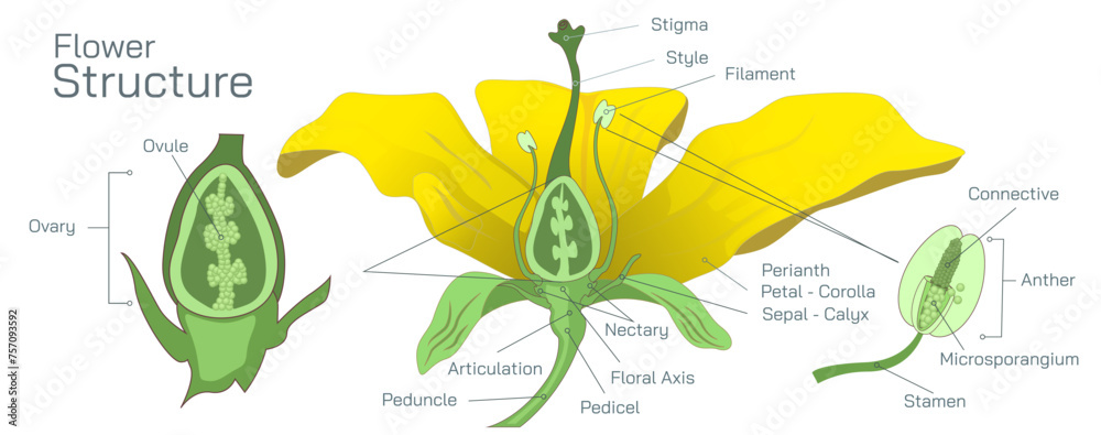 structure of flower vector. Types of parts in leaf. Botany and its ...
