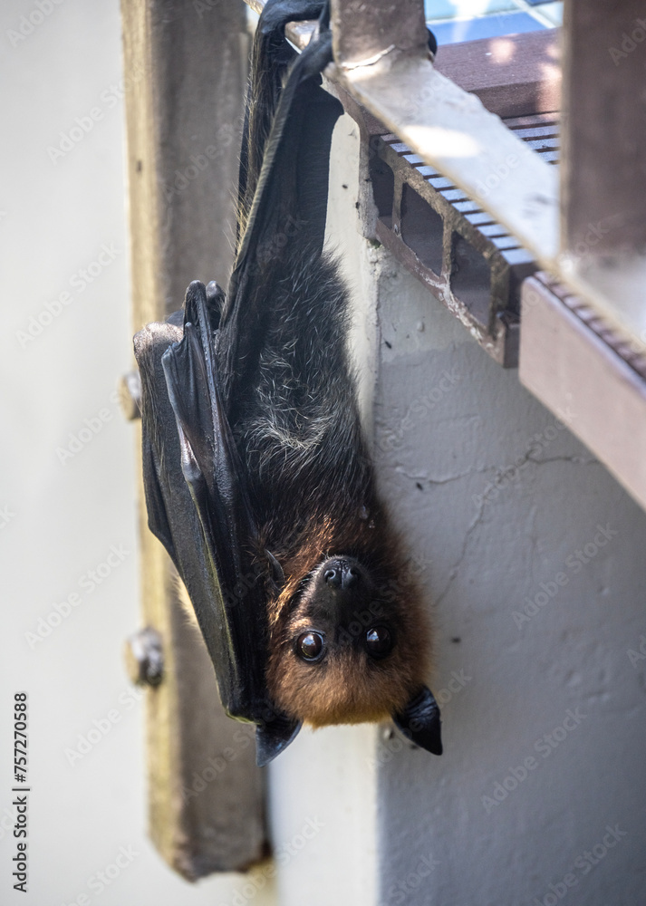 tropical flying fox resting and hanging upside down in the Seychelles ...