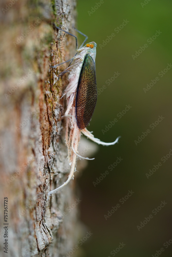 Photo Stock Wax-tailed planthopper Pterodictya reticularis in Amazon ...