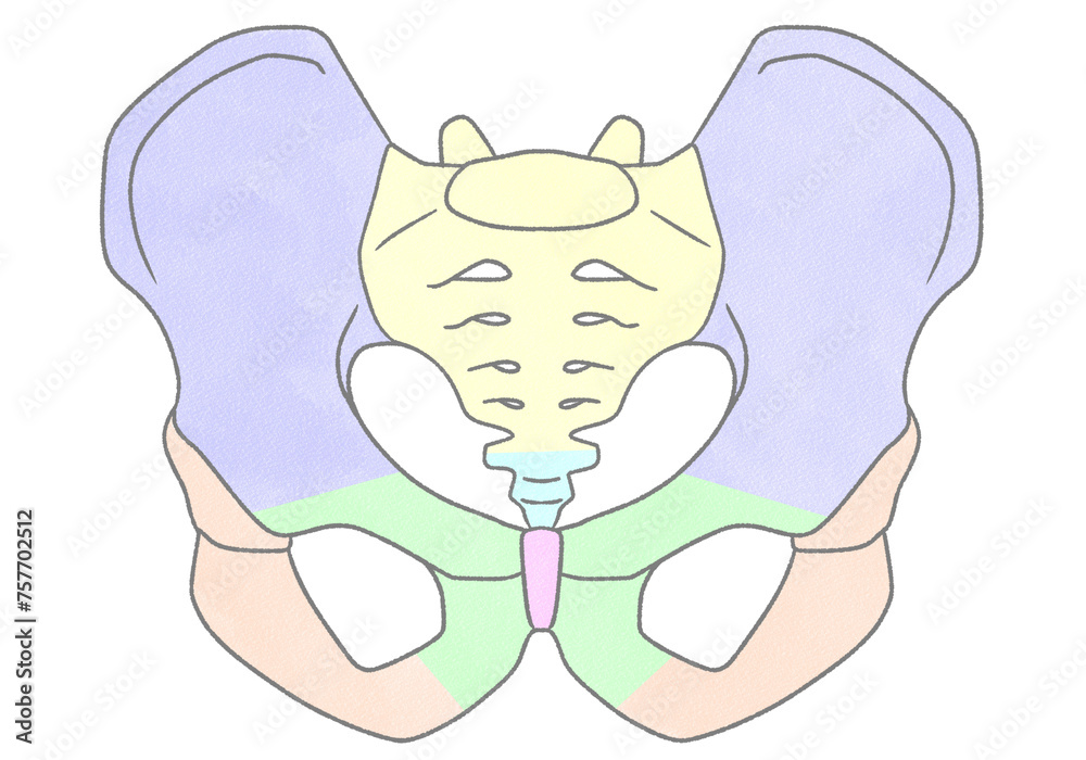 Blank male pelvis anatomy front view Unlabeled diagram transparent PNG ...