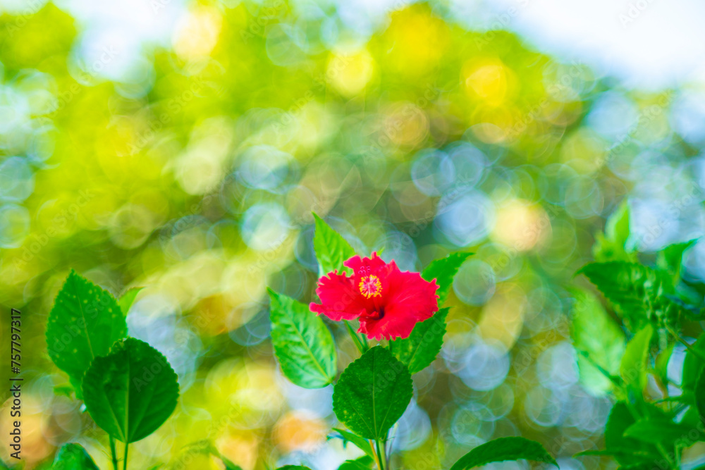 a flowering plant in the Hibisceae tribe of the family Malvaceae ...