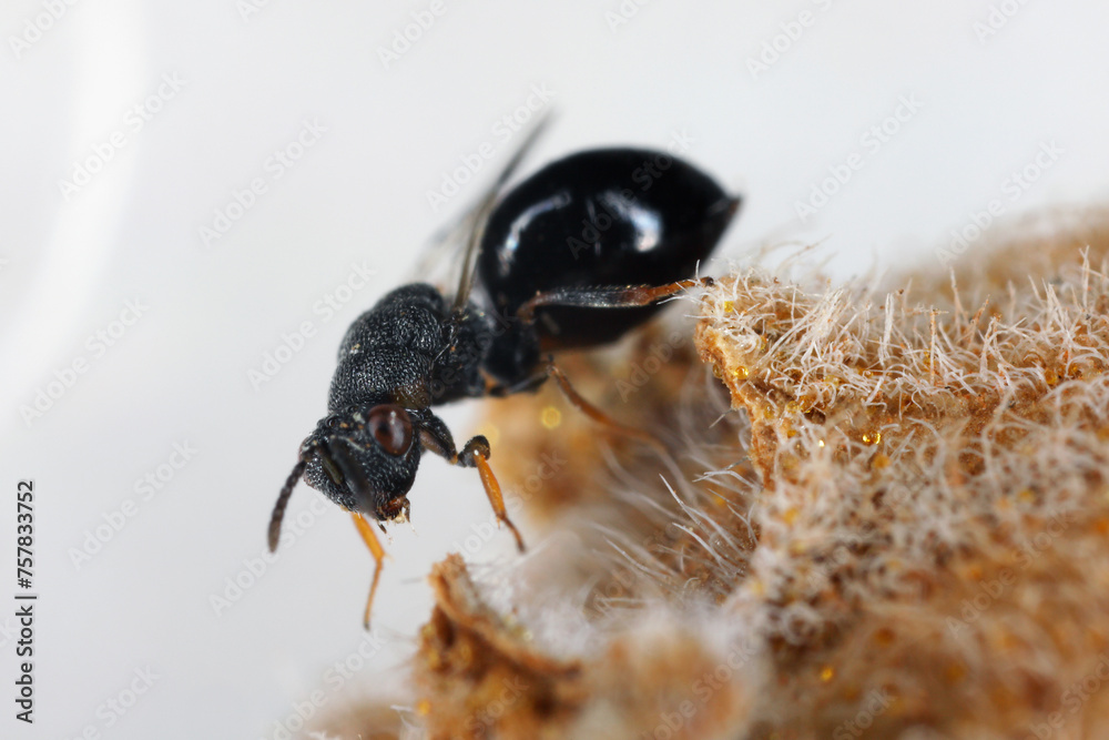 Sycophila submutica or biguttata. from family Eurytomidae. Parasitoid ...