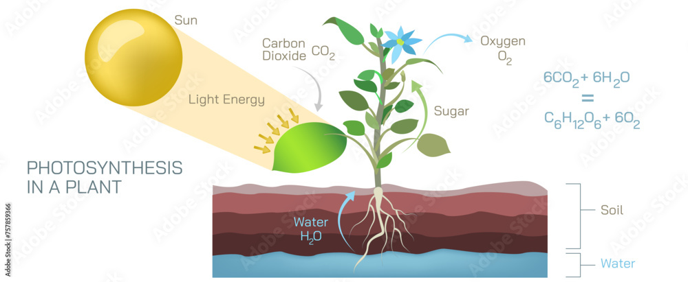 Photosynthesis is a plant vector. Botany and its branches students ...