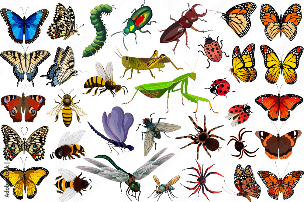 Colored vector set of insects.Crawling and flying insects on a ...