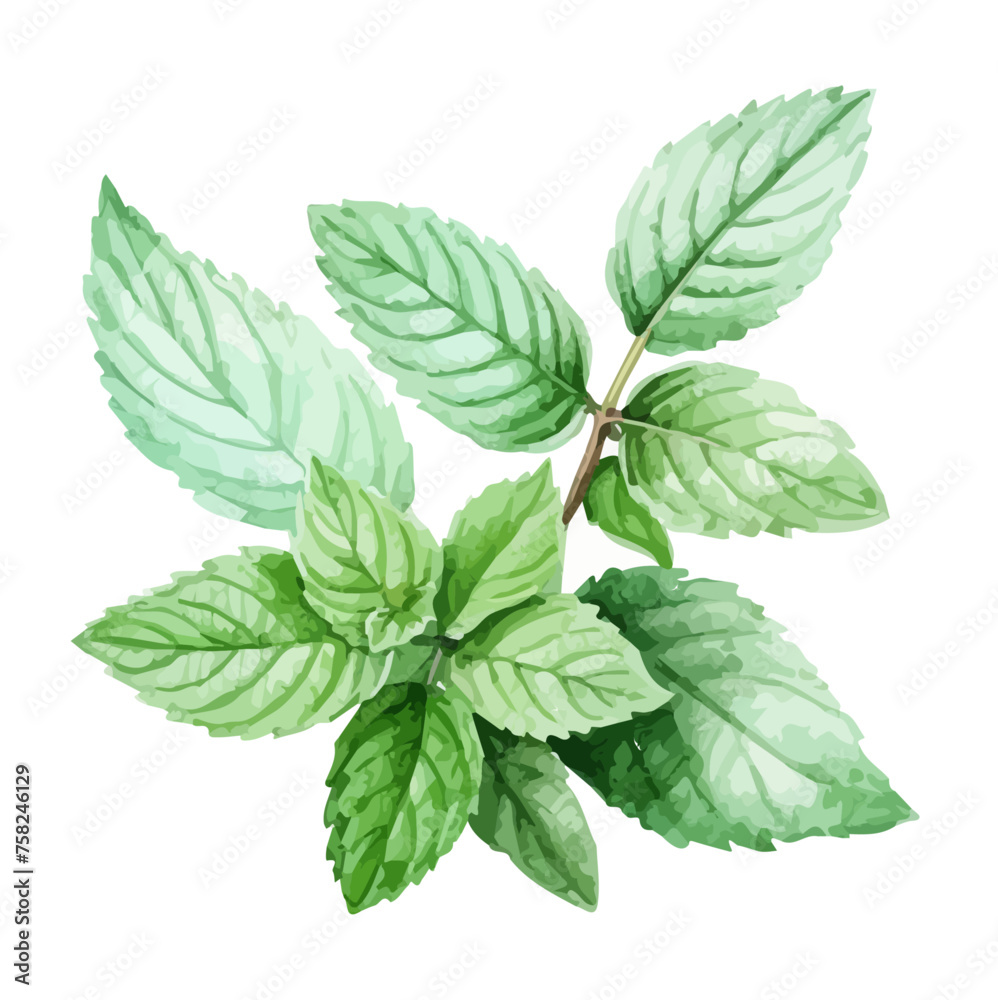 Watercolor Drawing clipart of mint leaves, isolated on white background ...