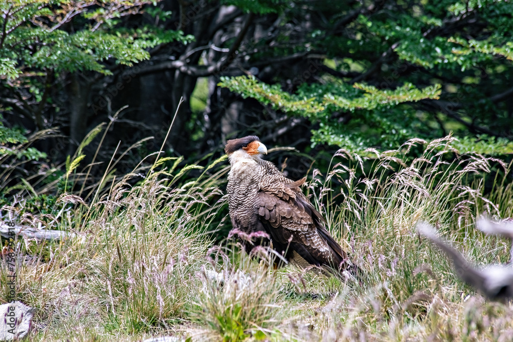 Karakare or Karkare Hawk in the woods on the way to Fitz Roy track Argentina Stock Photo | Adobe ...