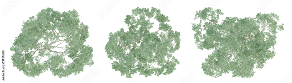 Top view of 3d eucalyptus saligna tree on transparent background, png ...