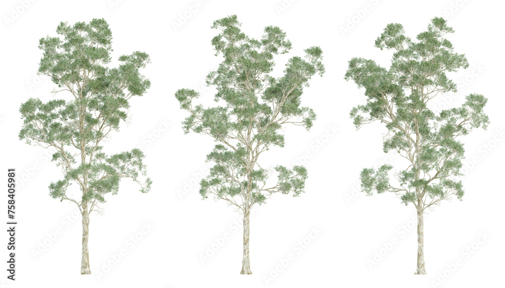 3d render of eucalyptus saligna tree on transparent background, png ...