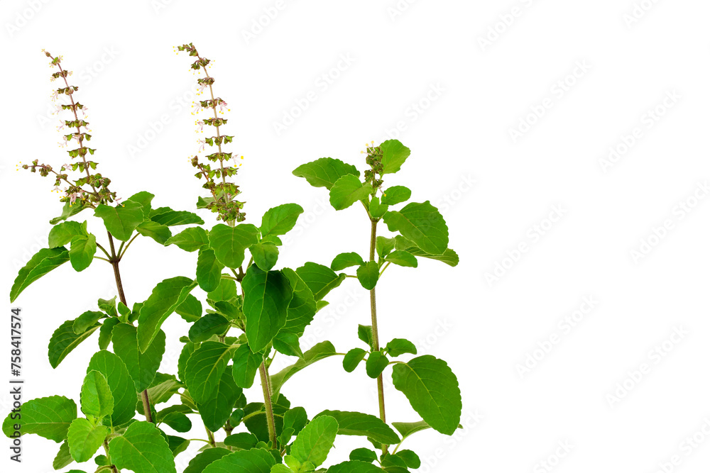 fresh indian Medicinal and hindu religious puja plant green tulsi ...