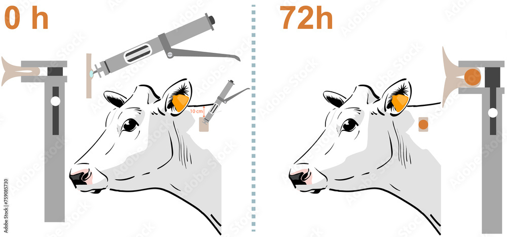 Intradermal tuberculin test in cattle applied on the neck boards with ...