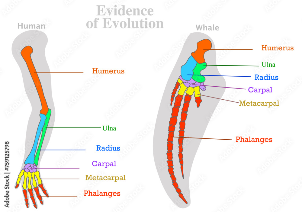 Evolution, evidence. Human, whale, dolphin water animal bones. Colored ...