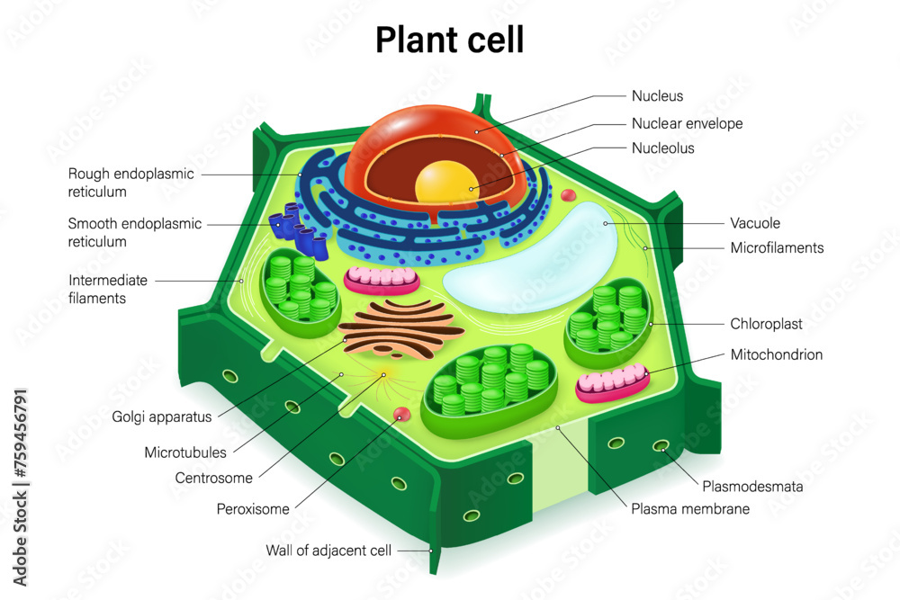 Plant cell structure with organelles. Anatomy of Plant cell cross ...