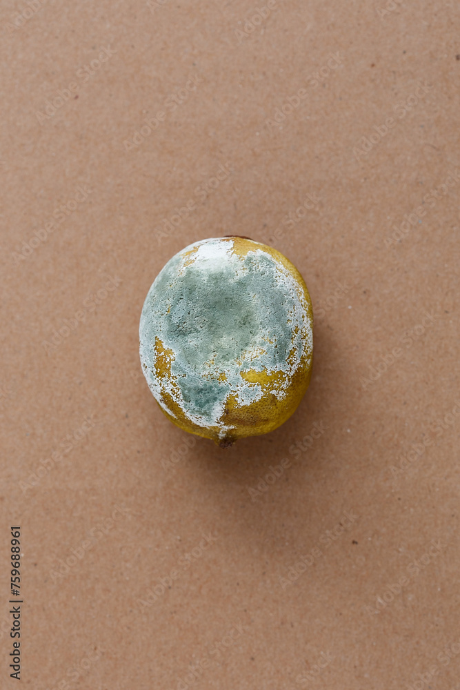 pudrición del moho verde en frutos cítricos infectados con penicillium ...