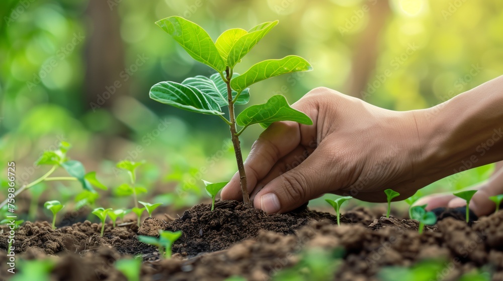 Nature-Based Solutions (NbS) with a focus on forestation, showcasing ...