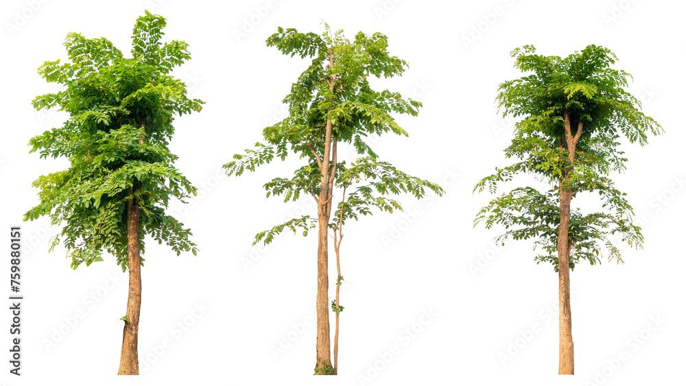 tree image dicut and removed original background, PNG transparent Stock ...