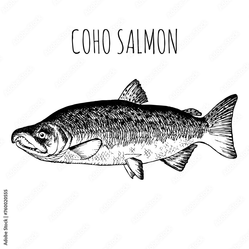 Soho, salmon, commercial sea fish. Engraving, hand-drawn sketch ...