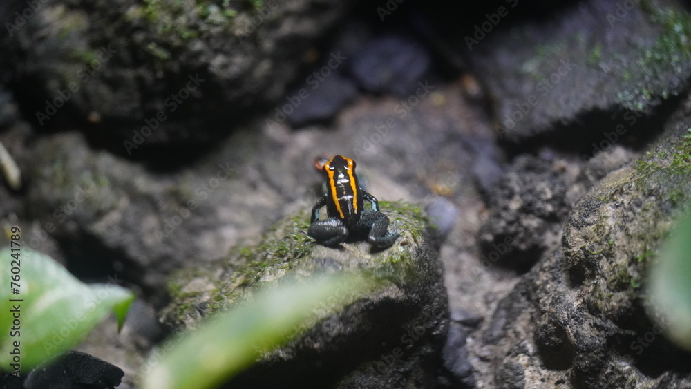 Phyllobates vittatus, commonly known as the striped poison dart frog or ...