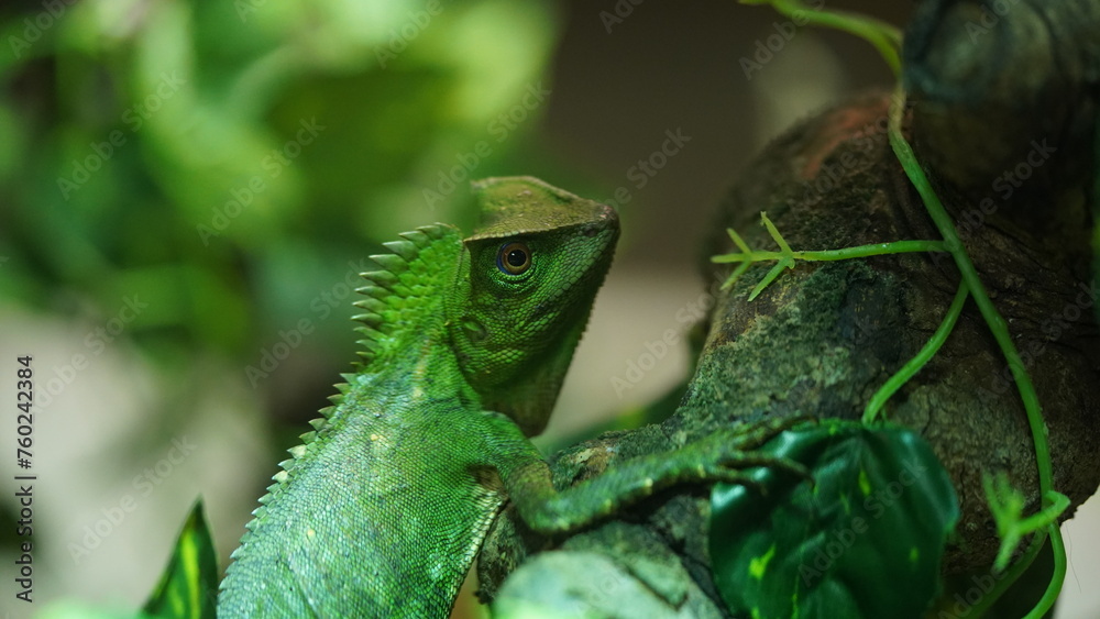 Chameleons or chamaeleons (family Chamaeleonidae) are a distinctive and ...