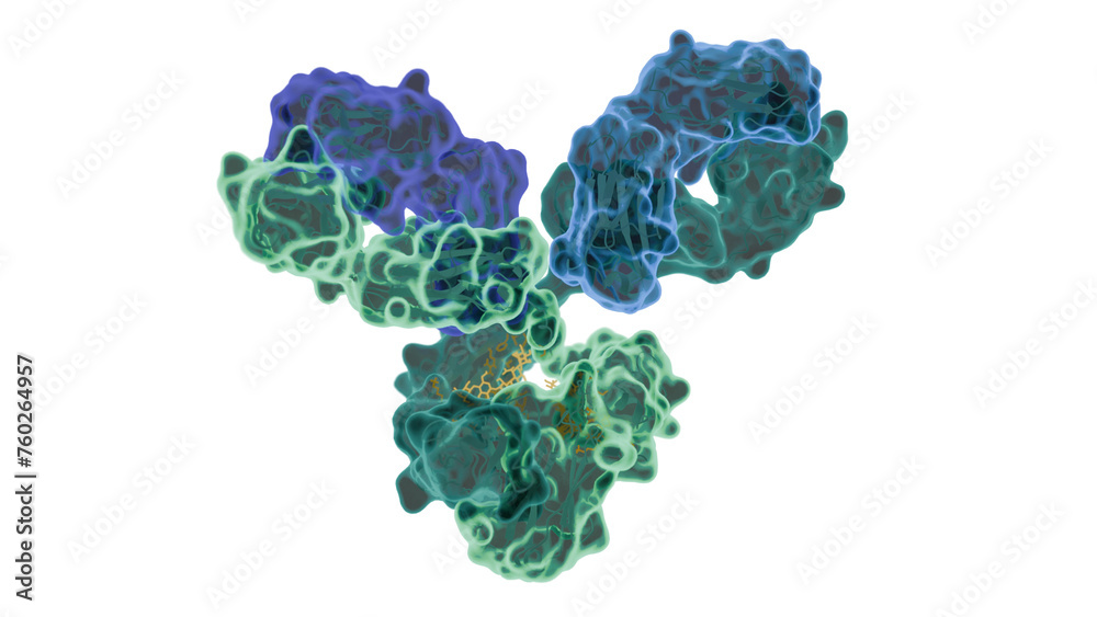3D structure of an antibody (human immunoglobulin G containing water ...
