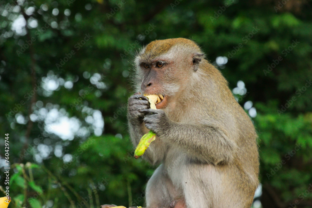 Foto de Stock adult Long-tailed macaque (Macaca fascicularis) also ...