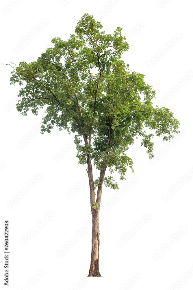 tree image dicut and removed original background, PNG transparent Stock ...