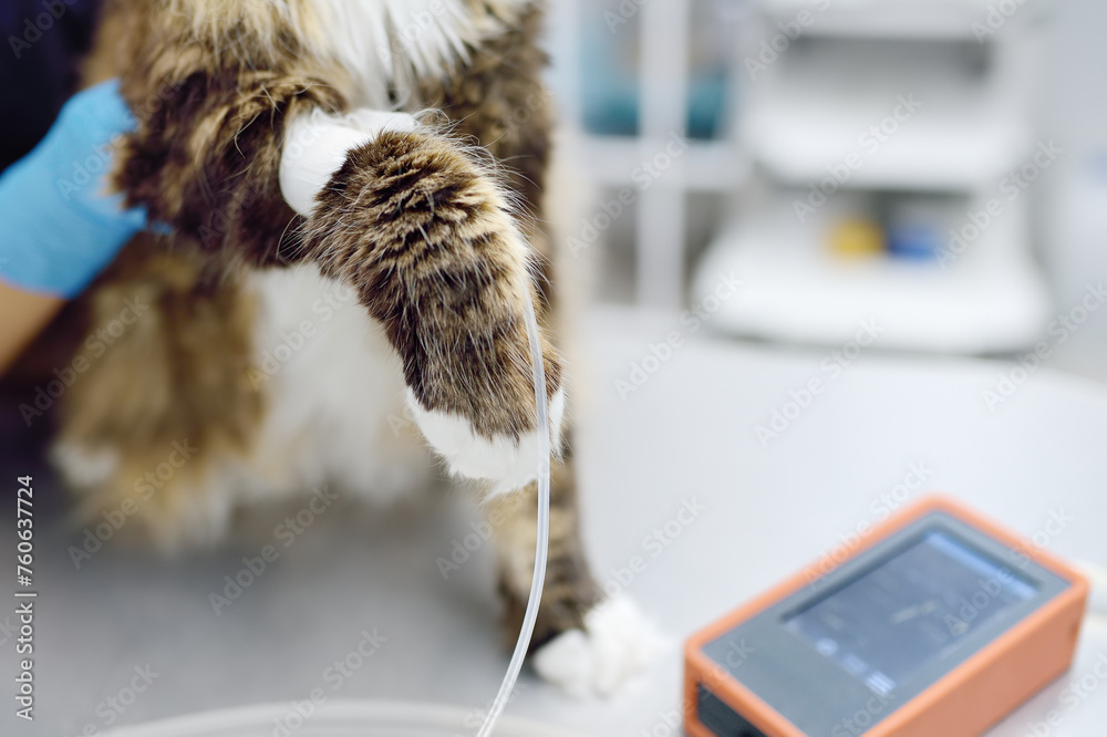 Vet measures a tomcat's blood pressure. Veterinarian doctor examining a ...