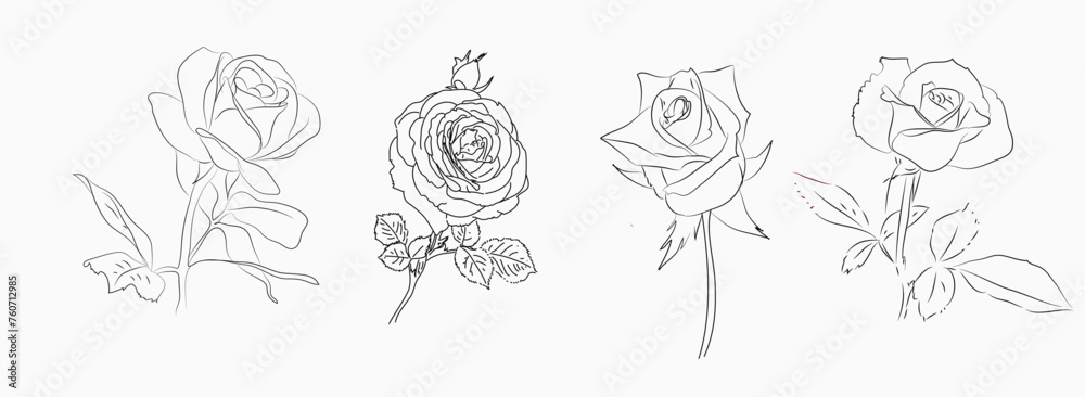 Various types of rose line drawing vector art. Roses line art illustration of white background ...