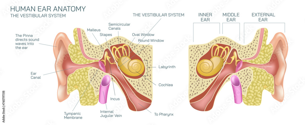 Human ear anatomy vector illustration. The vestibular system, in ...