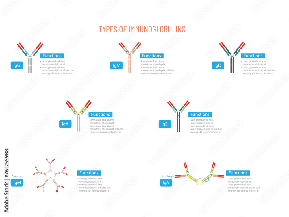 Structure of the different types of immunoglobulins on solid white ...