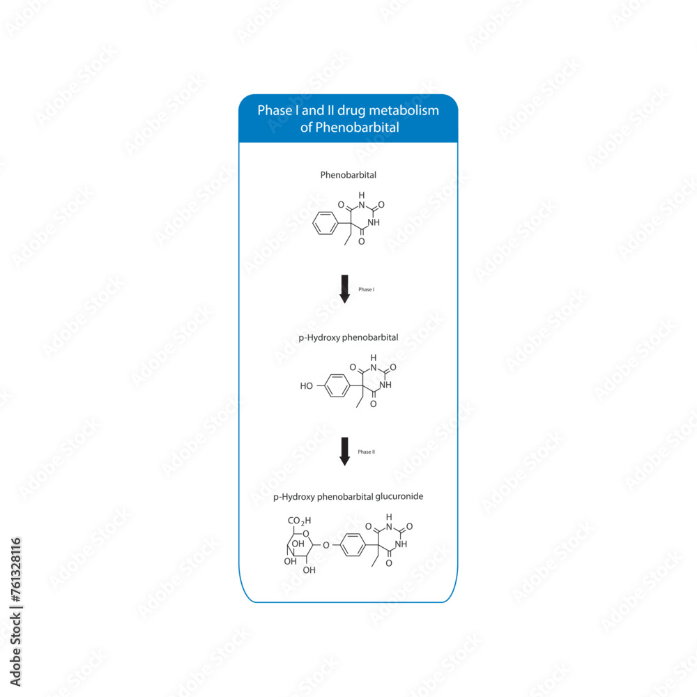 Diagram of Phase I and II drug metabolism of Phenobarbital - skeletal ...