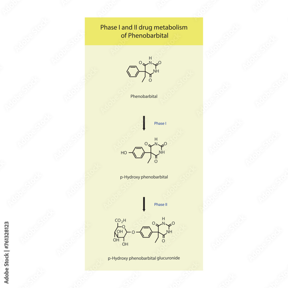 Diagram of Phase I and II drug metabolism of Phenobarbital - skeletal ...