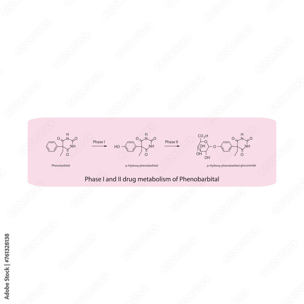 Diagram of Phase I and II drug metabolism of Phenobarbital - skeletal ...