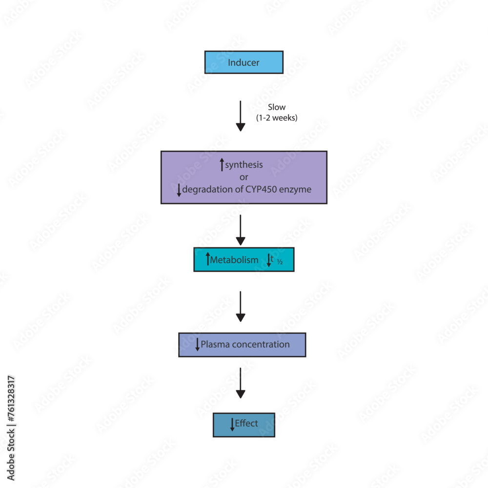 Diagram of drug metabolism inducer process - effect on CYP450 enzymes ...