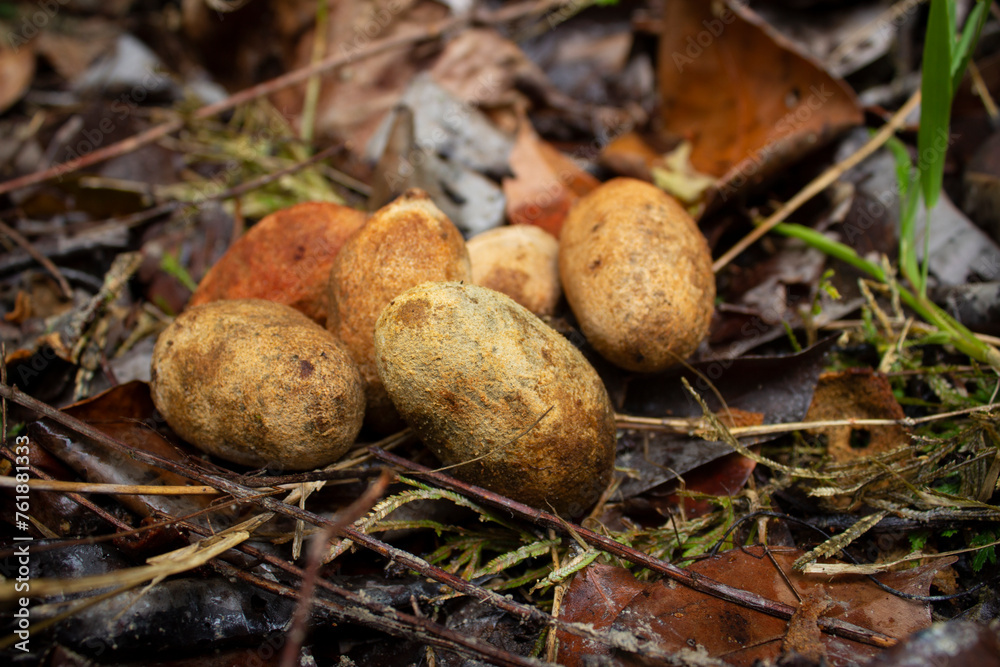 Espécies Nativas da Flora Brasileira, Chrysobalanaceae, Acioa ...
