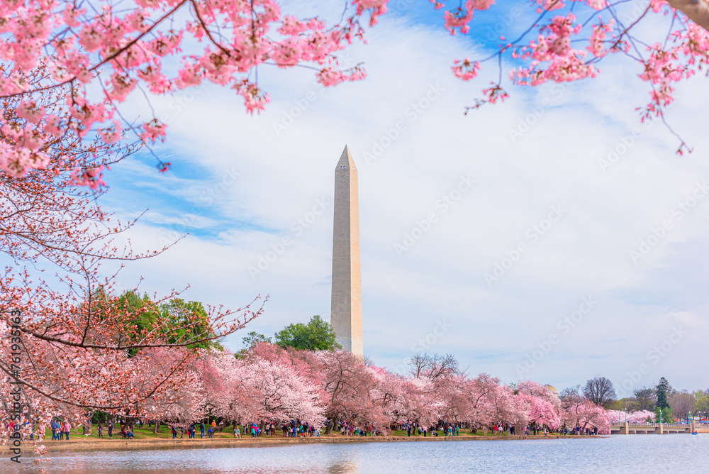 Washington, DC at the Tidal Basin and Washington Monument during cherry ...