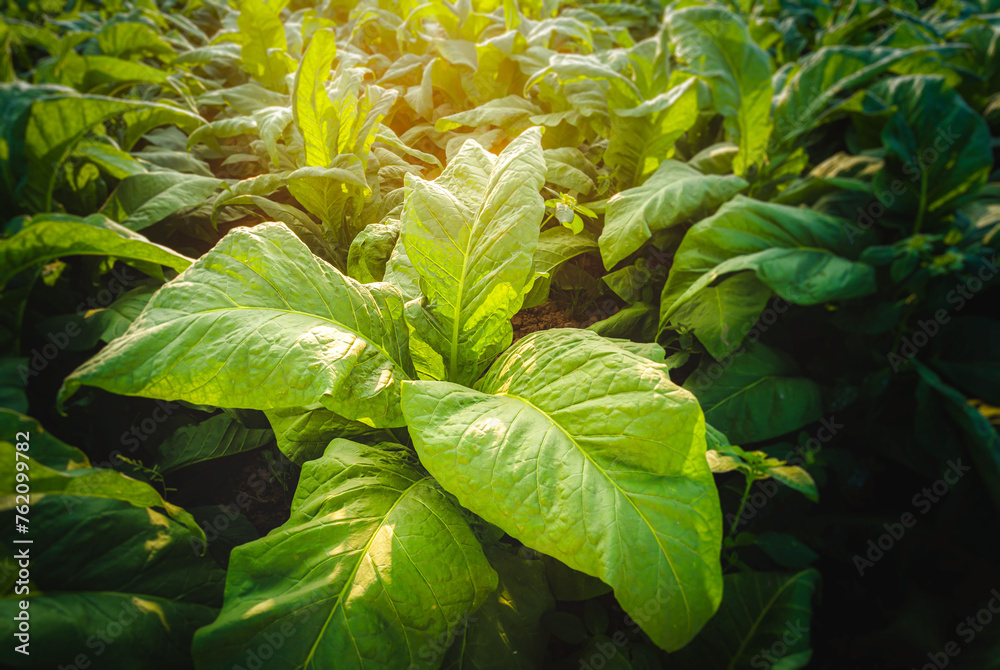 Tobacco leaf tree field concept, tobacco planting garden agriculture ...