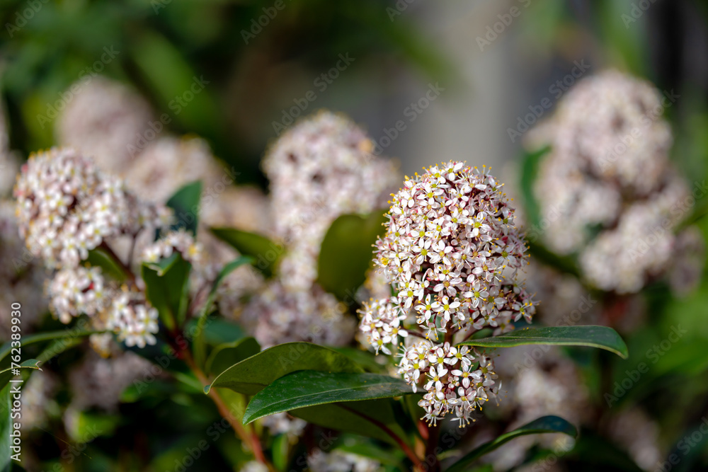 Selective focus a bush of Skimmia japonica, Small white flower and ...