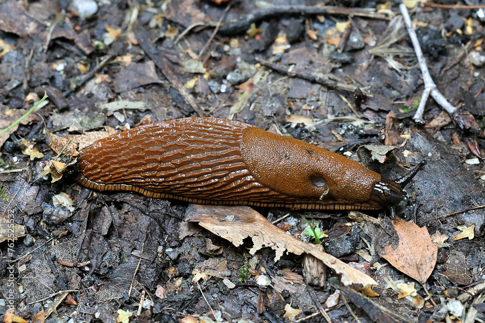 Spanish slug, Arion vulgaris, also called Arion lusitanicus, a highly ...